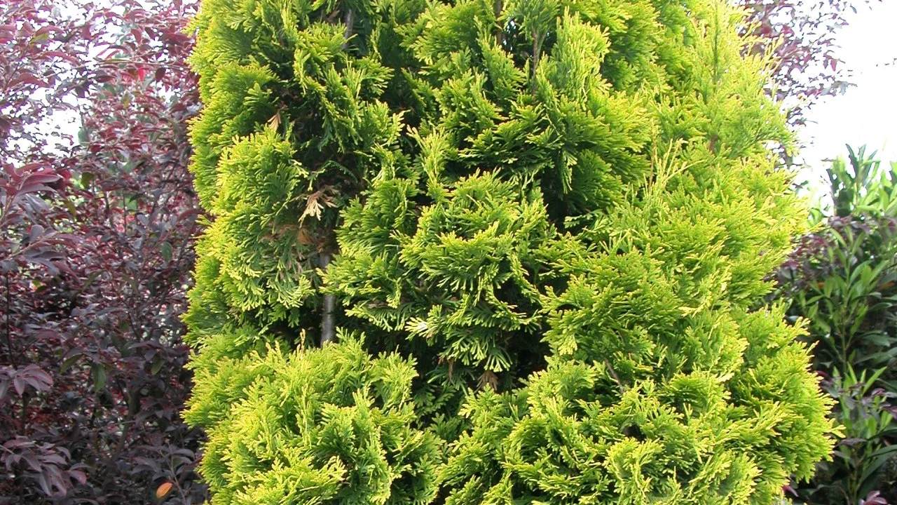 Cedar Versus Arborvitae