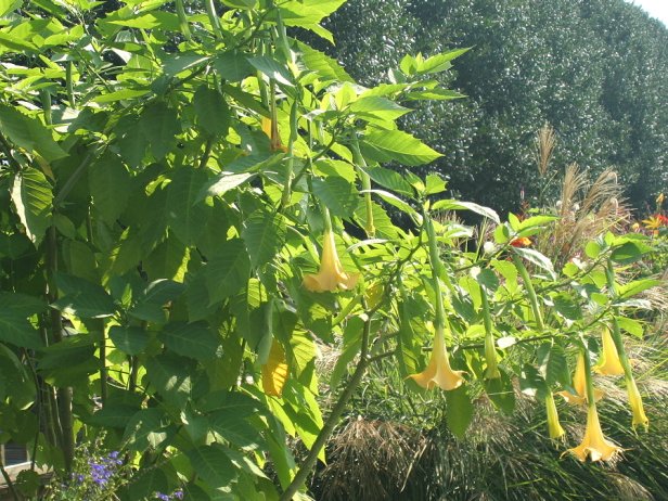 How to Plant and Grow Angel’s Trumpet | HGTV