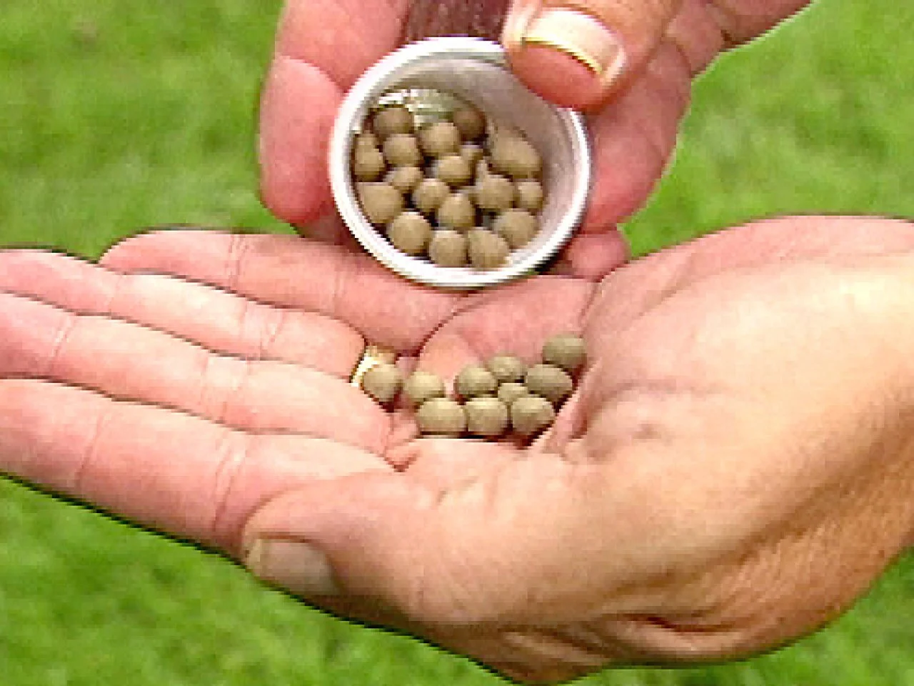 earthworm cocoon function