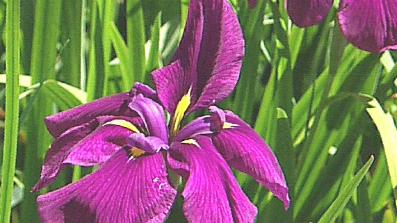 iris nasule
