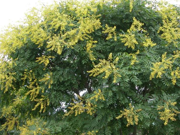 Goldenrain Tree | HGTV