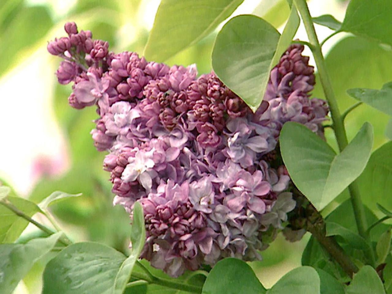 How to Plant and Care for Lilacs | HGTV