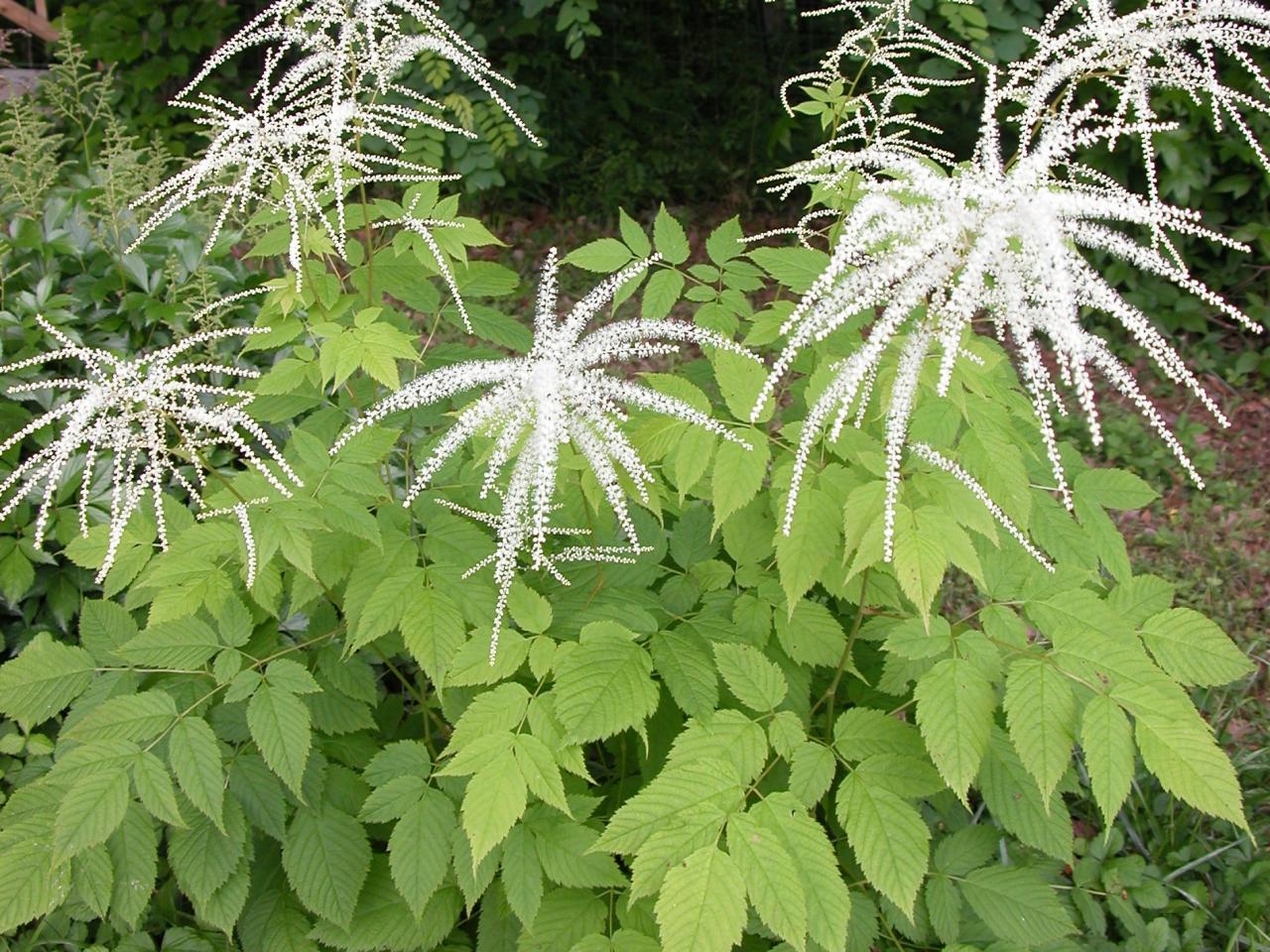 Goatsbeard Plant