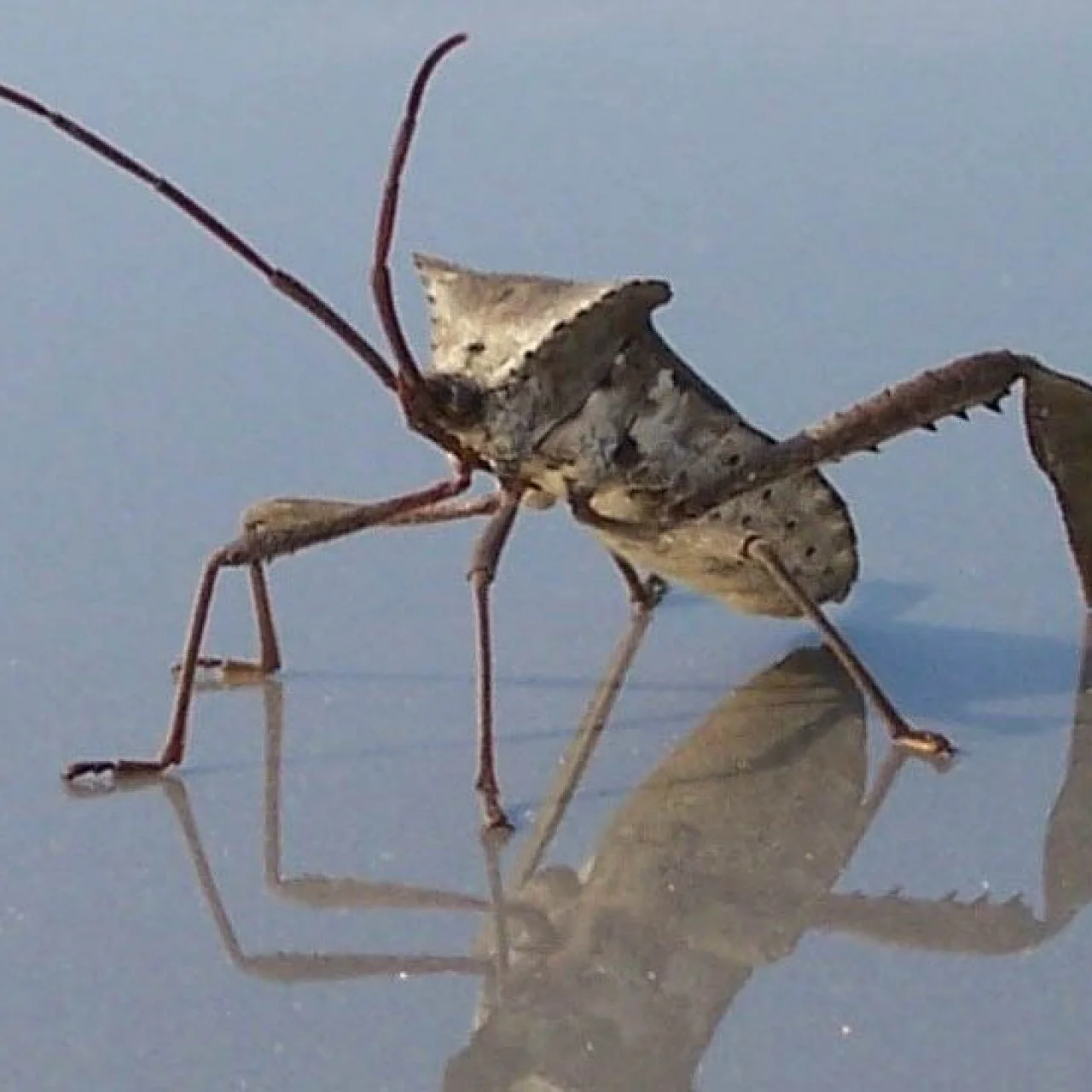 leaf cutter bug