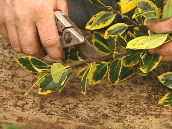 Propagating Holly | HGTV