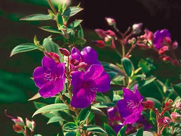Princess Flower, Glory Bush | HGTV
