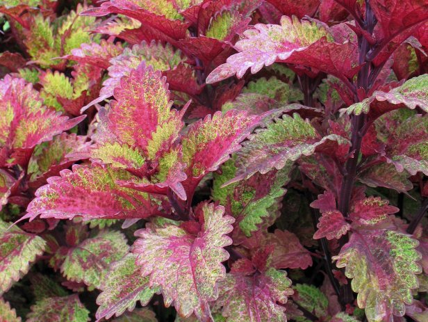 Planting and Caring for Coleus Plant | HGTV