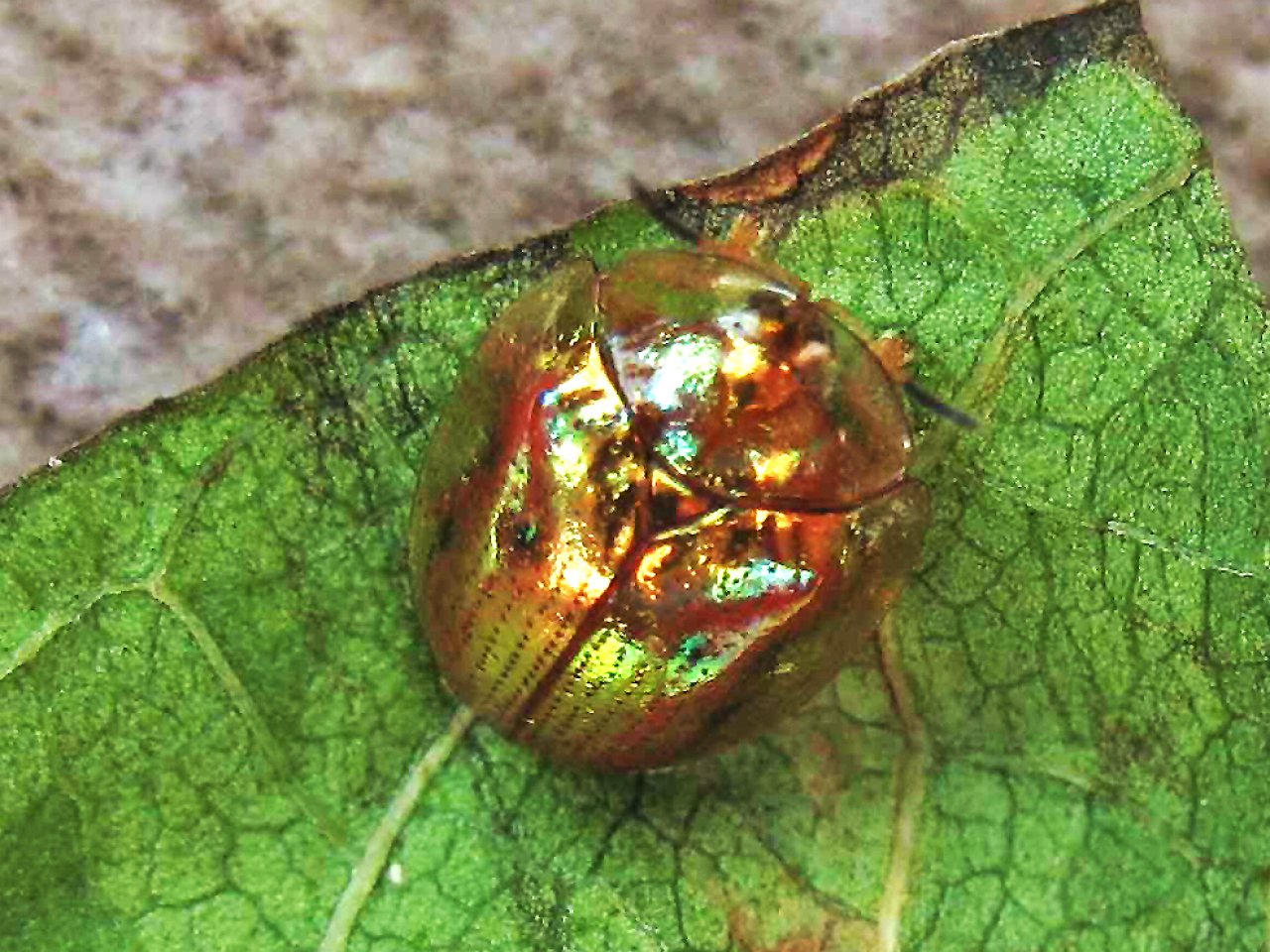 Golden Tortoise Beetle | HGTV