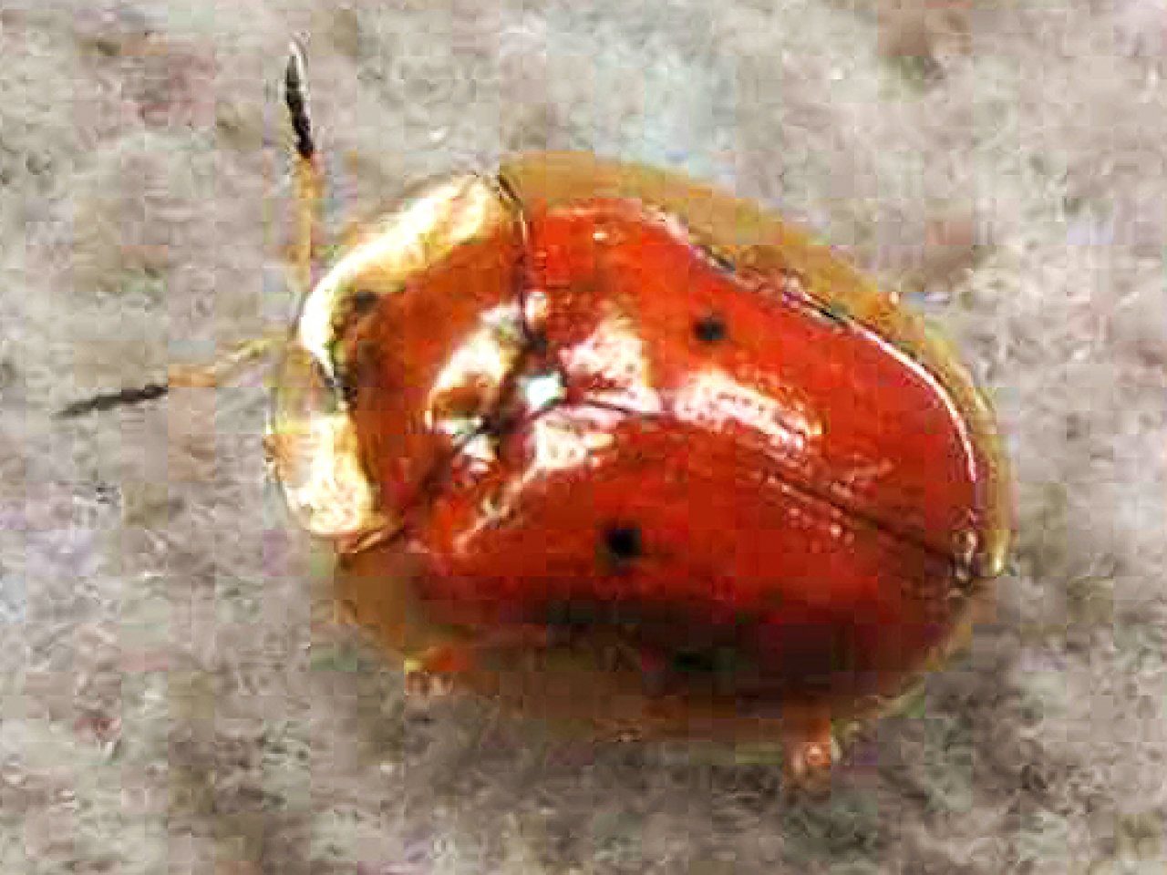 Golden Tortoise Beetle | HGTV