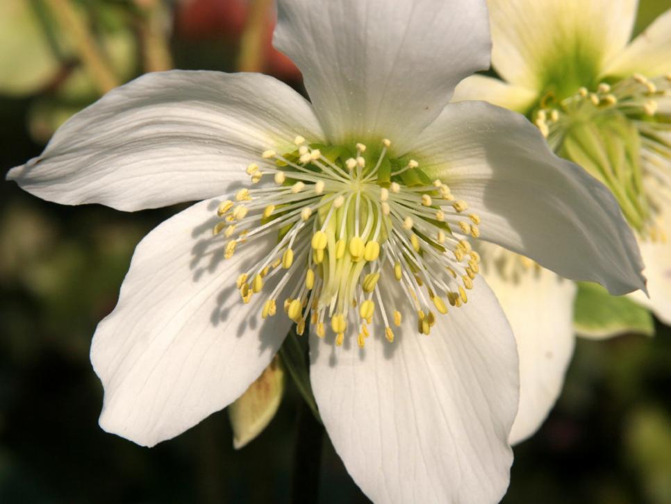 Plants That Flower in Winter | HGTV
