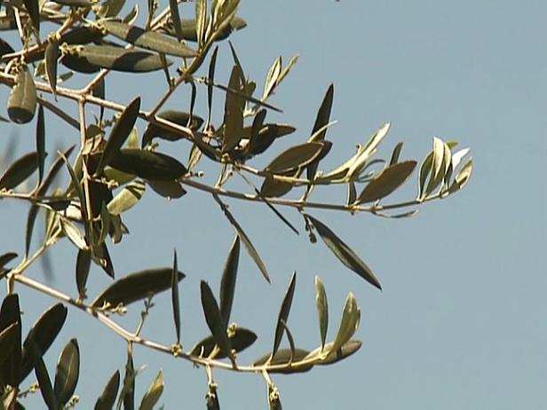 Cultivating an Allergy-Free Garden | HGTV