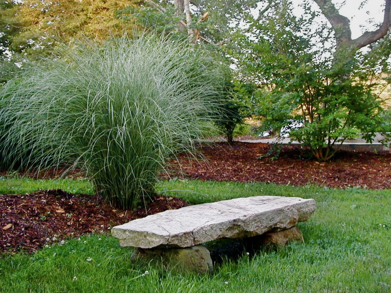 Landscaping Grasses HGTV