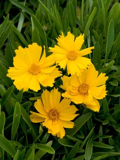 does coreopsis need full sun