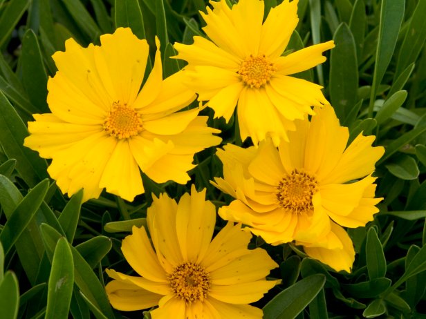 Coreopsis Flower: How to Grow and Care for Coreopsis | HGTV