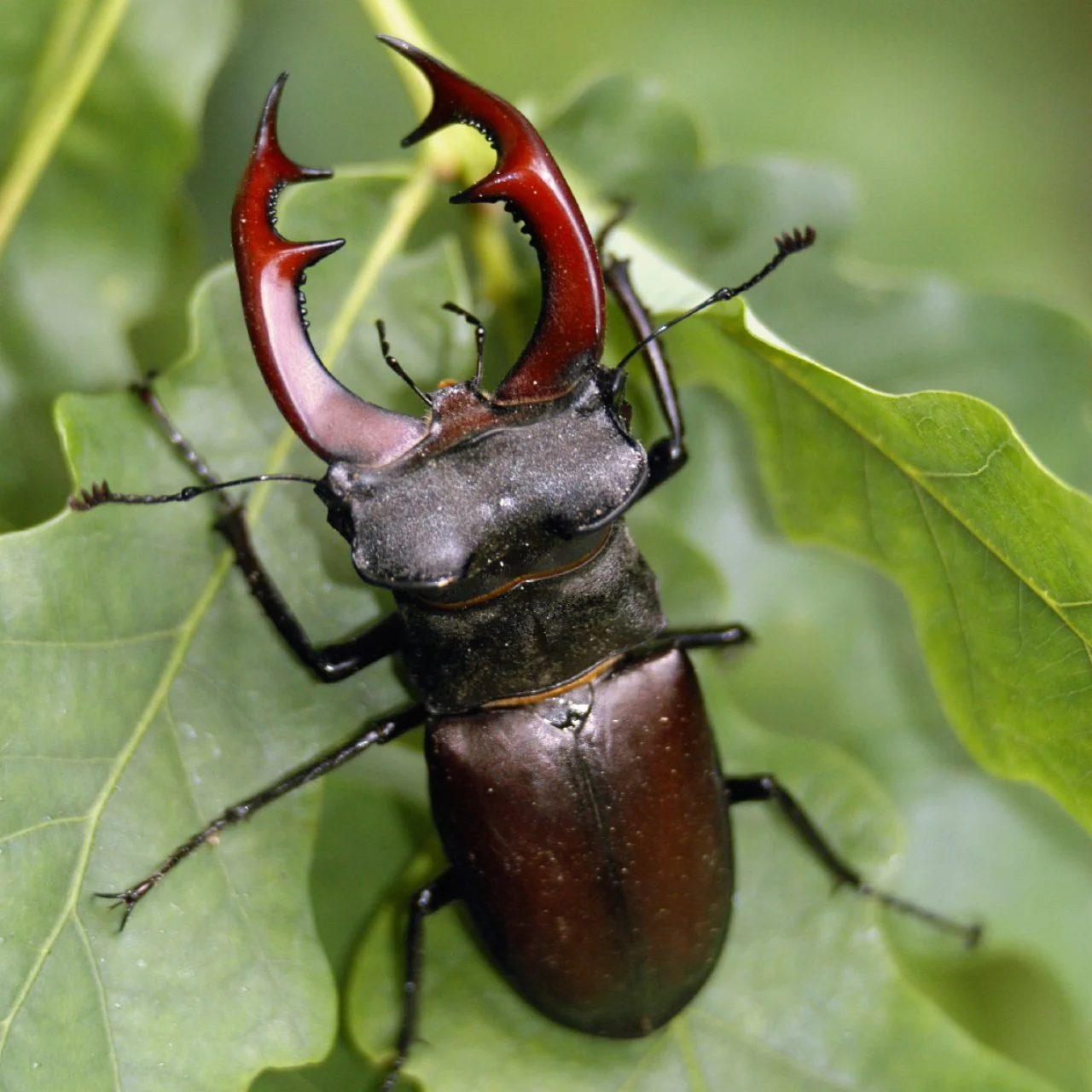 The Stag Beetle: A Majestic Marvel of Nature – New and Tips