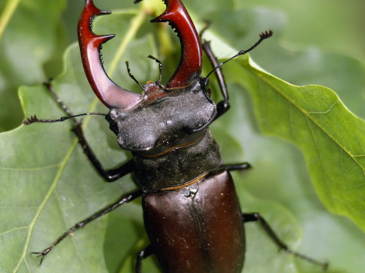 stag beetle bite hurt