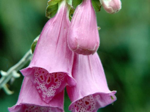 Create a Fairy Theme in Your Garden | HGTV