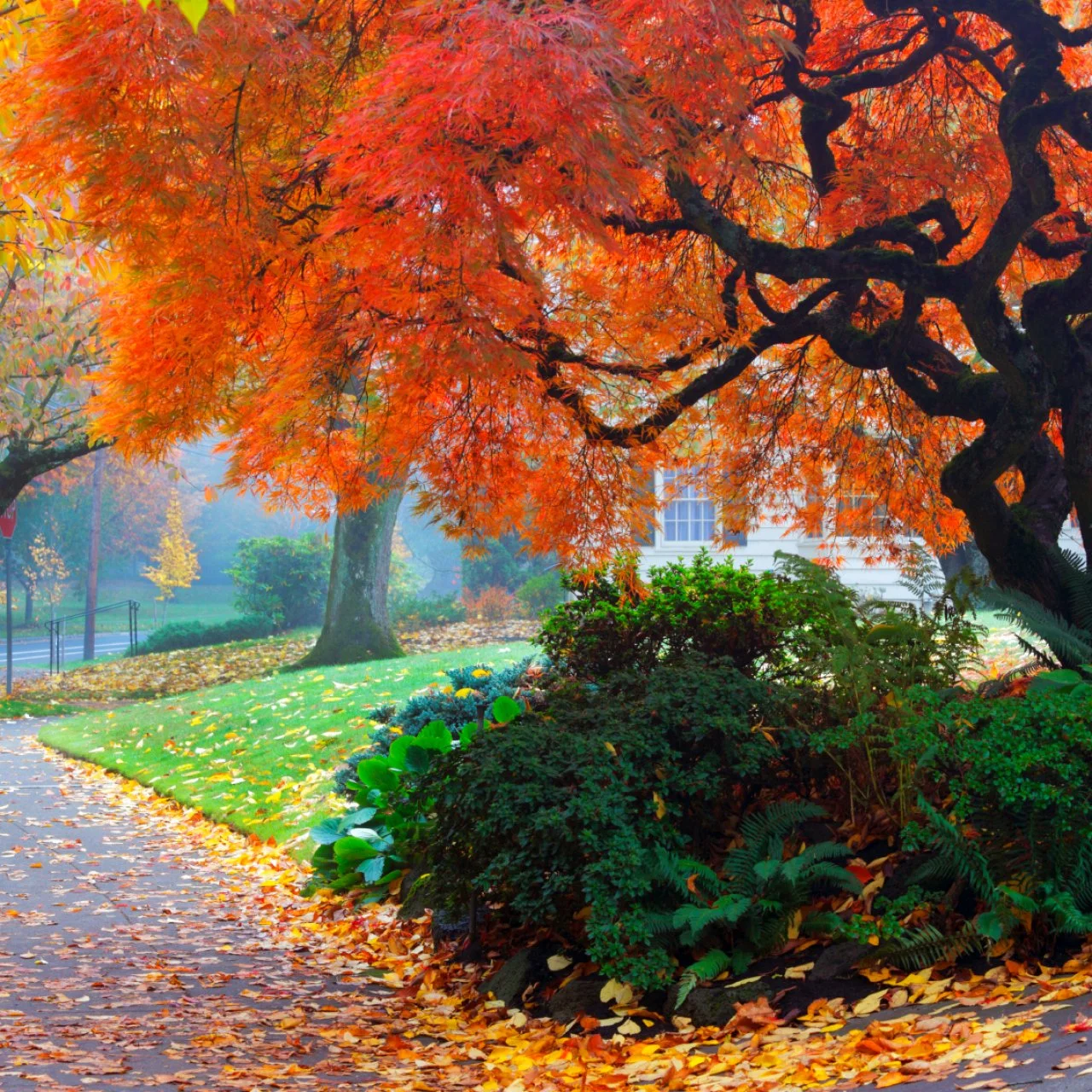 Best Shade Trees For North Texas Backyard Trees Best Shade Trees