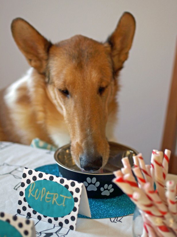 How to Host the Perfect Party for Your Pets | HGTV