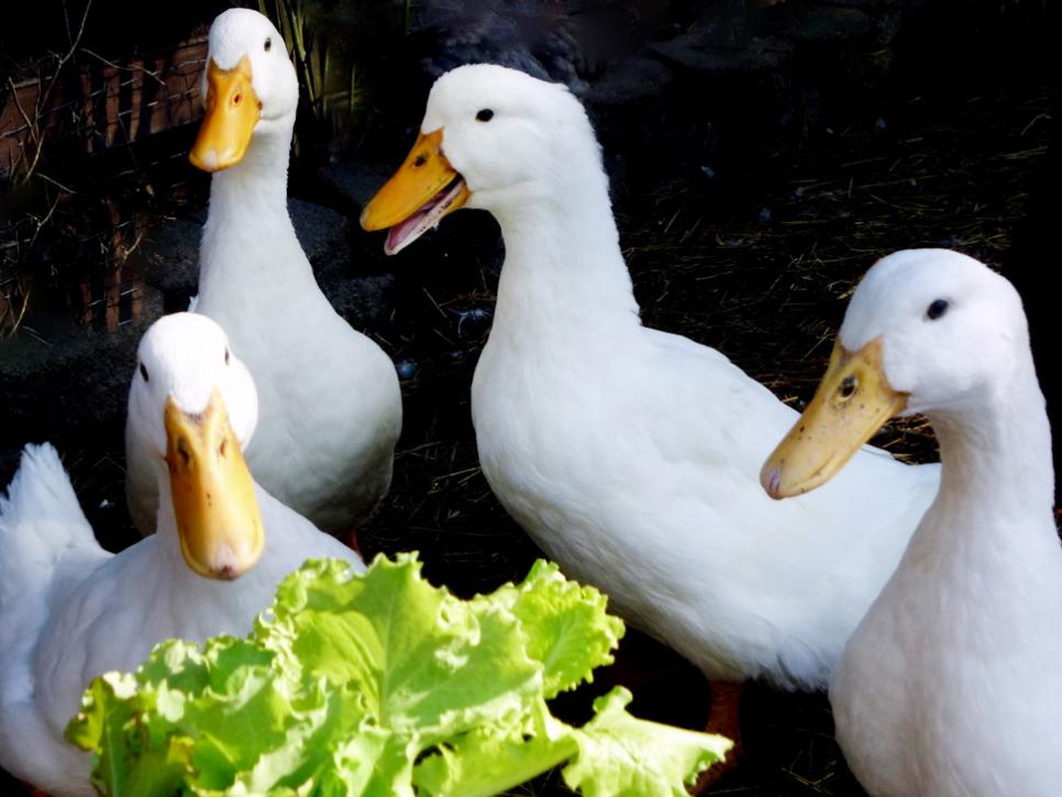 Are Ducks the New Chickens? | HGTV