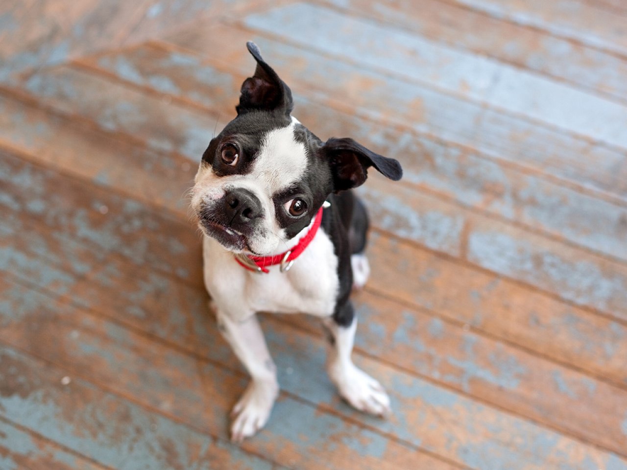 12 Ways to Pamper Your Dog | HGTV