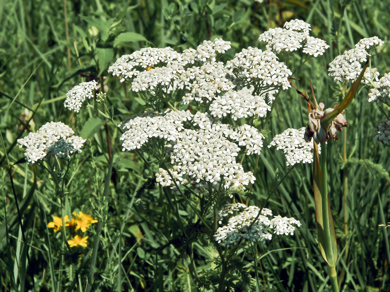 Tips for Planting and Growing Yarrow | HGTV