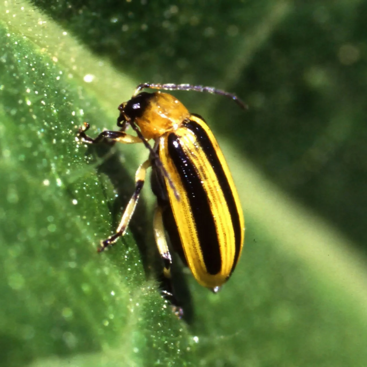 Cucumber Beetles Striped Cucumber Beetle (Acalymma Vittatum) Picture