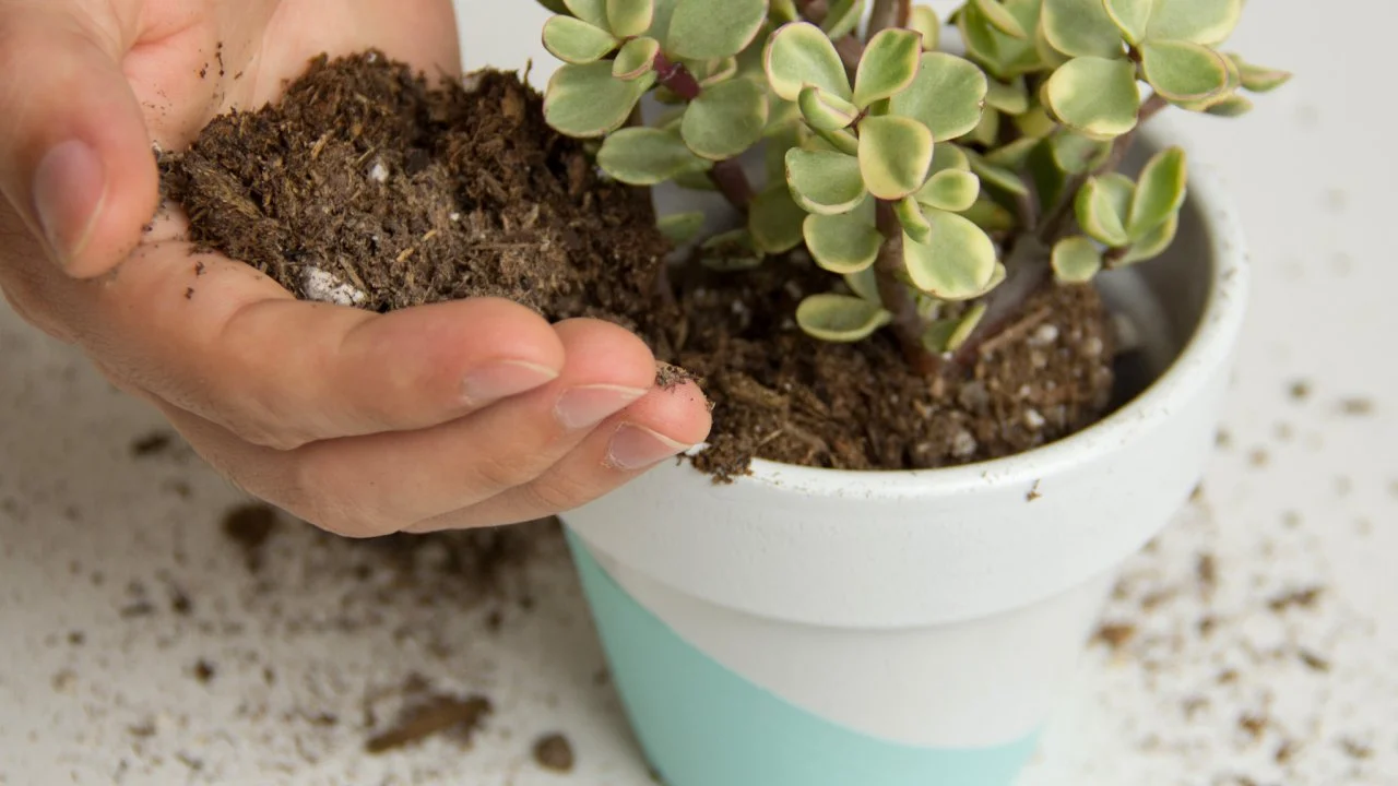 Best soil for succulents store