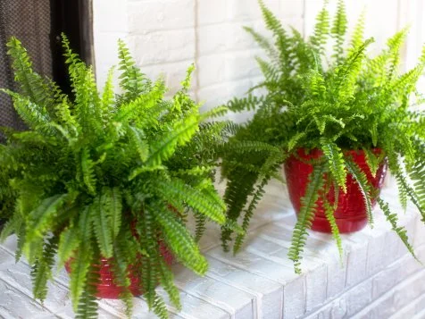 fern plant