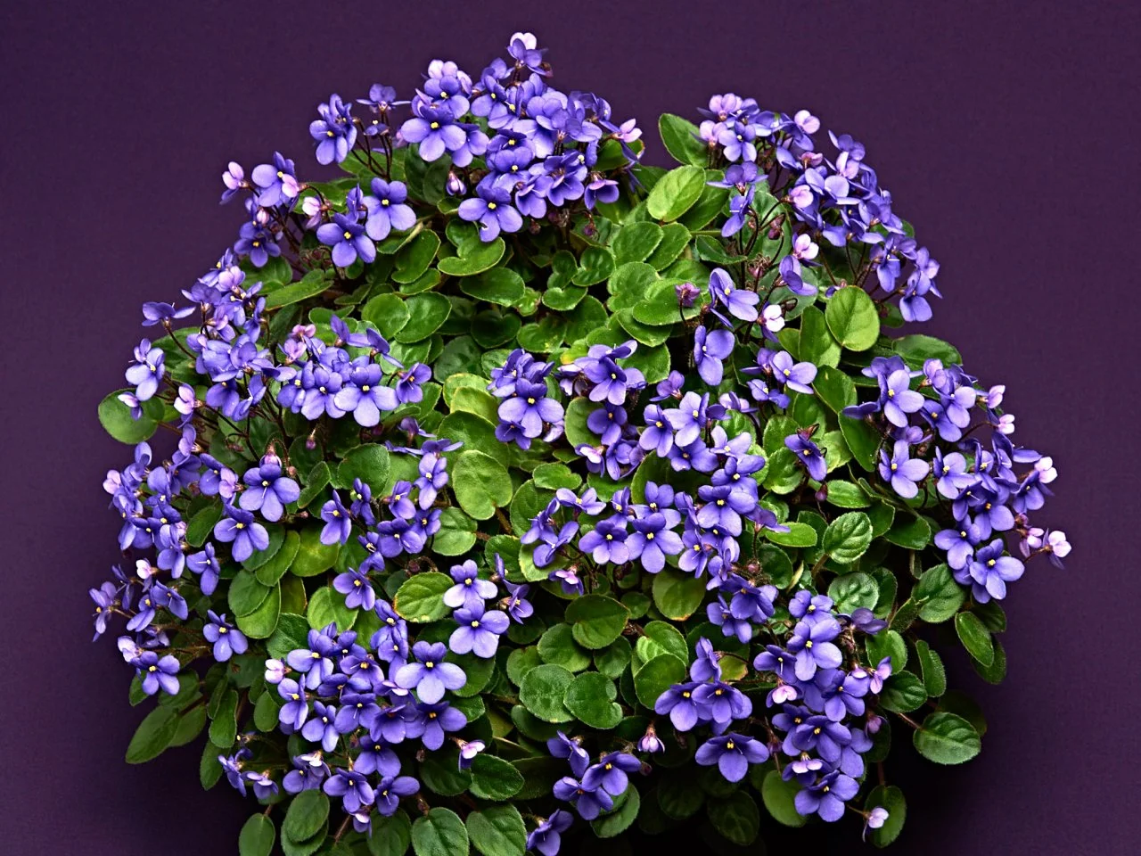 Plants similar to african violets store