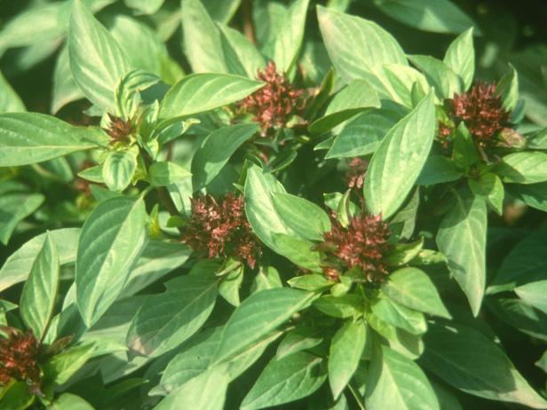 How to Grow and Harvest Basil | HGTV