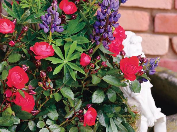 How to Grow Patio Roses in Containers | HGTV