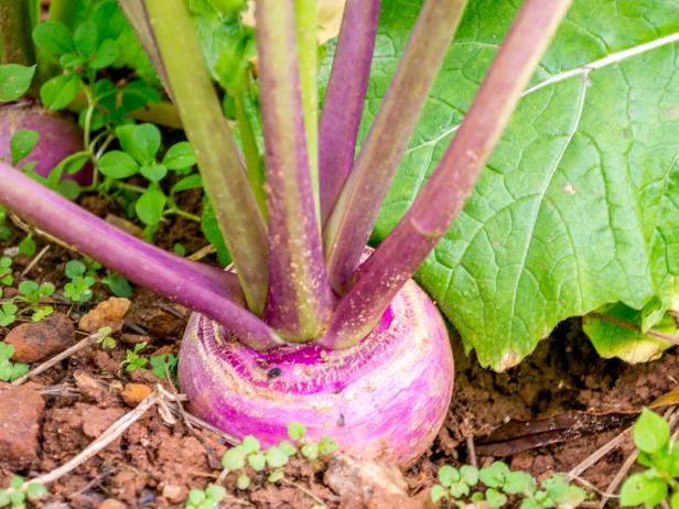 Planting and Growing Turnips | HGTV