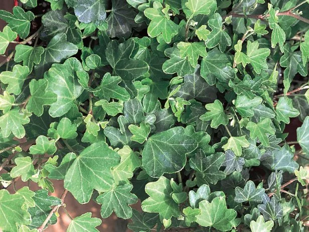 Trailing Plants to Grow for winter | HGTV