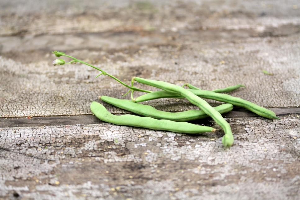 ‘Kentucky Wonder’ Pole Bean | HGTV