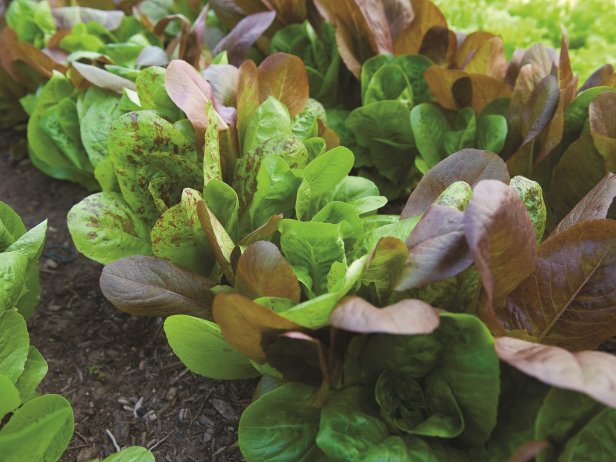 Easy Steps for Freezing Lettuce | HGTV