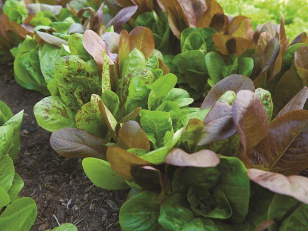 Easy Steps for Freezing Lettuce | HGTV