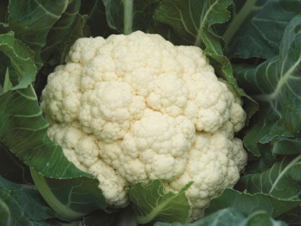 Planting and Growing Cauliflower | Harvesting Cauliflower | HGTV