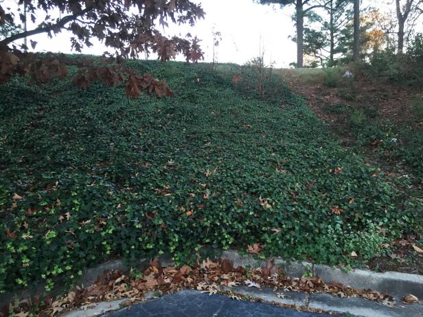 English Ivy On Steep Slope