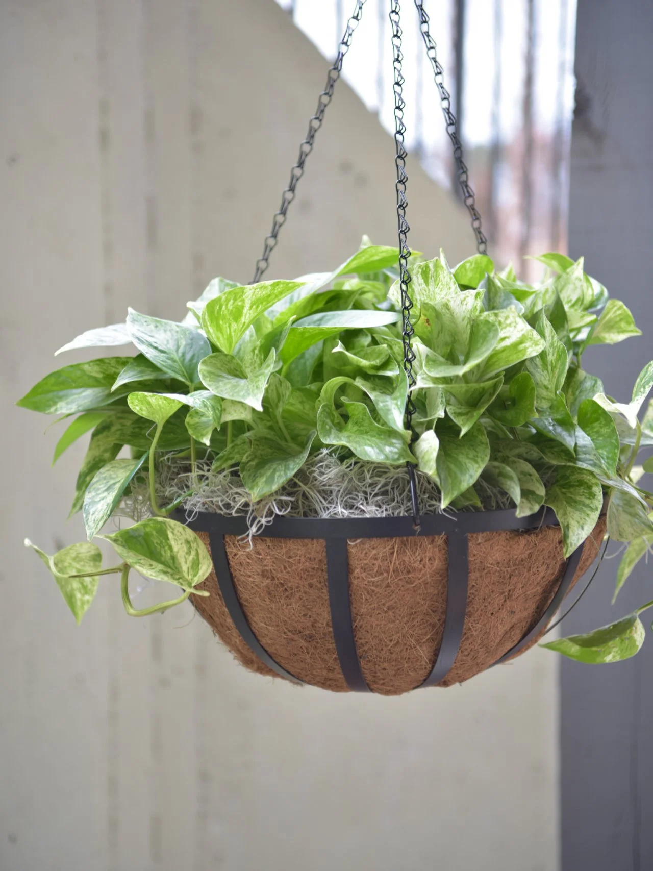 Porch hanging plants store