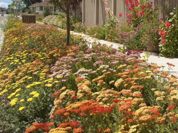Tips for Planting and Growing Yarrow | HGTV