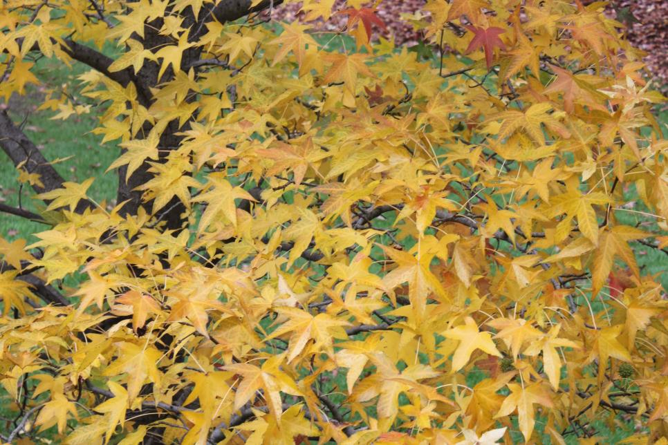 Trees for Multi-Season Color | HGTV