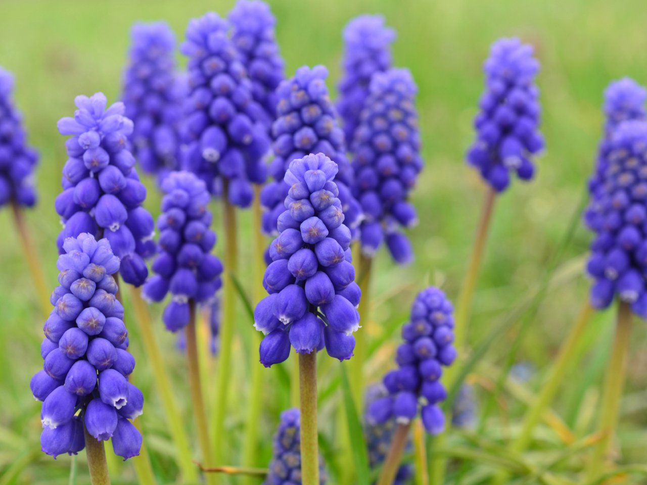 Hyacinths: How to Plant and Care for Hyacinth | HGTV