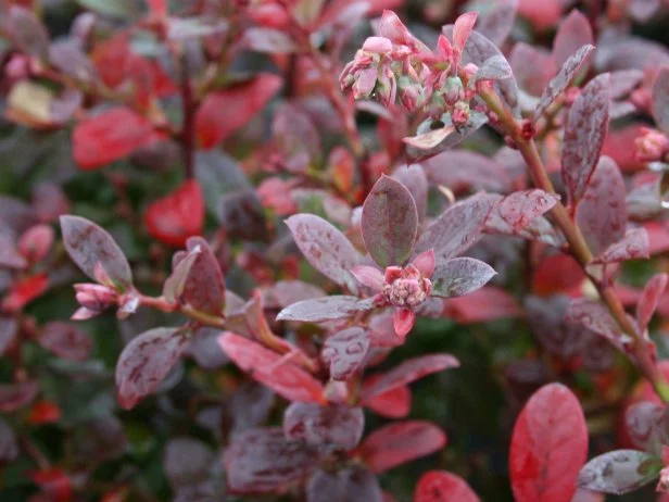 Southern Plants That Stay Beautiful All Year Long | HGTV