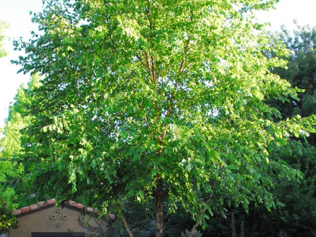 How to Grow Birch Trees | HGTV