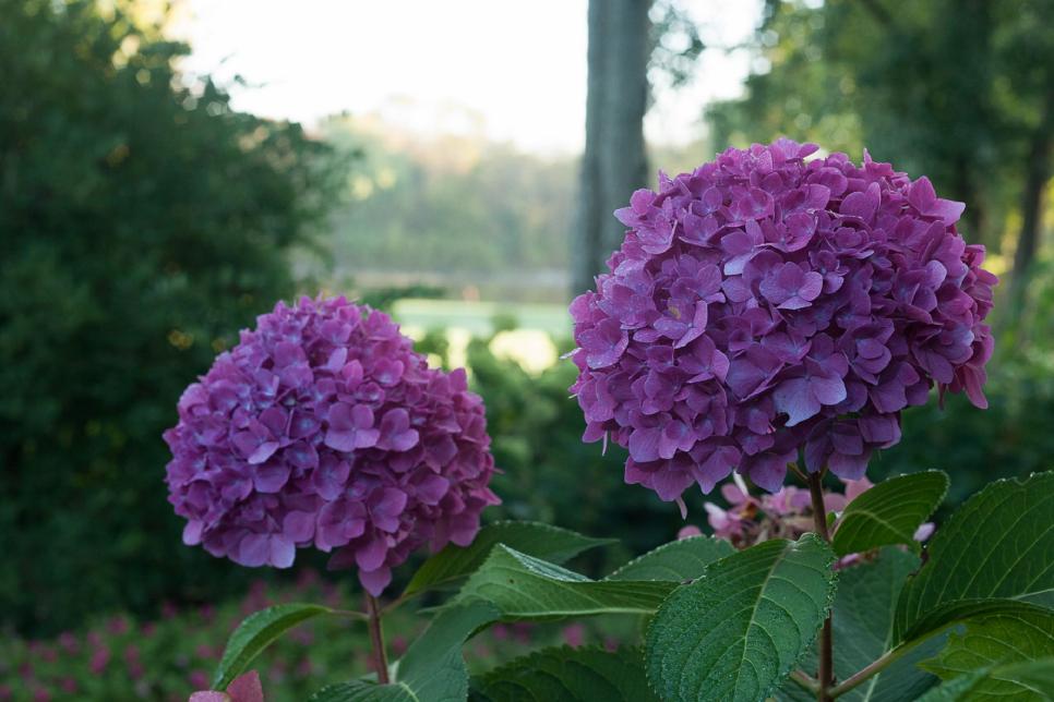 Hydrangea Varieties You'll Love | HGTV