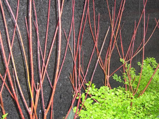 Red Twig Dogwood | HGTV