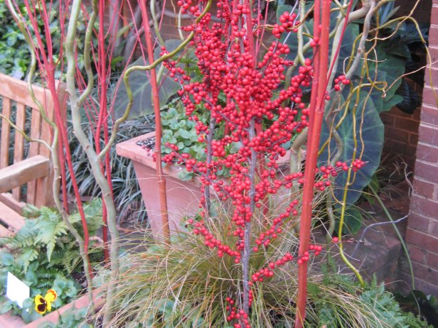 How to Grow and Care for Red Twig Dogwood | HGTV