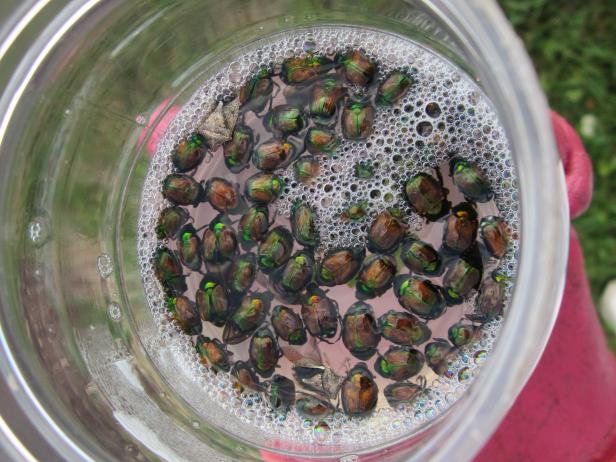 How to Get Rid of Japanese Beetles: 10 Ways | HGTV