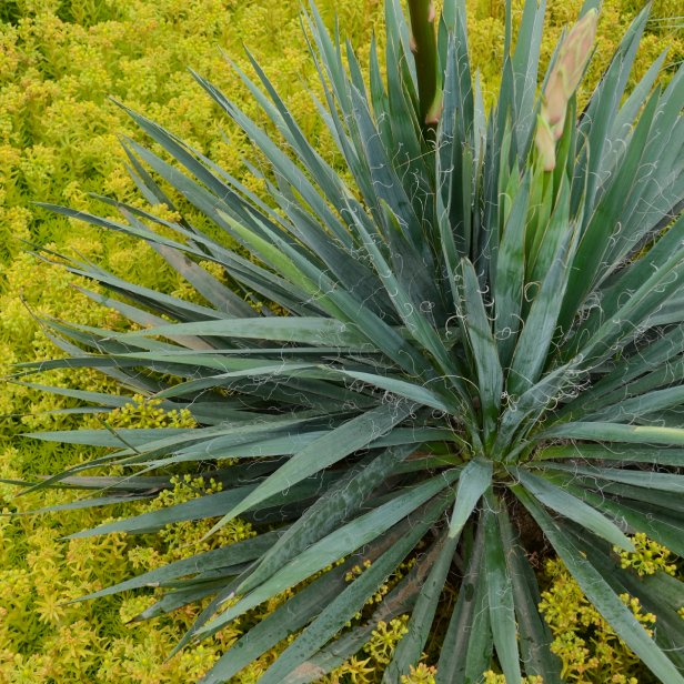 How to Grow and Care for Yucca | HGTV
